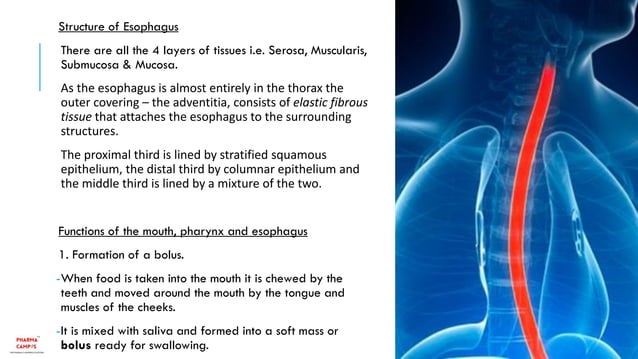 Anatomy & Physiology of GIT | PDF | Digestive Disorders | Diseases and ...