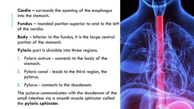 Anatomy & Physiology of GIT | PDF | Digestive Disorders | Diseases and ...