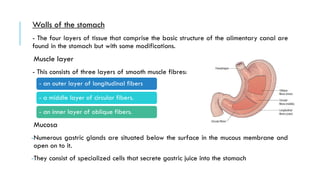 Anatomy & Physiology of GIT | PDF