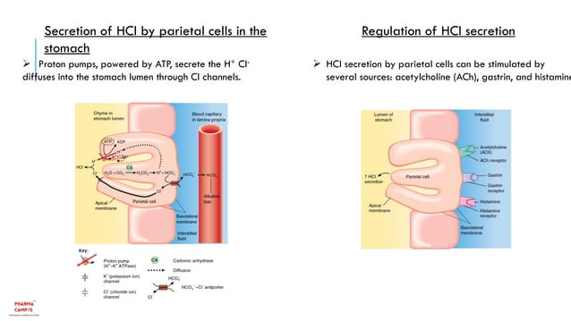 Anatomy & Physiology of GIT | PDF | Digestive Disorders | Diseases and ...