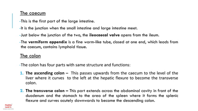 Anatomy & Physiology of GIT | PDF | Digestive Disorders | Diseases and ...