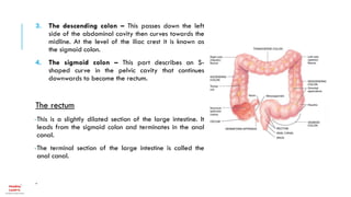 Anatomy & Physiology of GIT | PDF