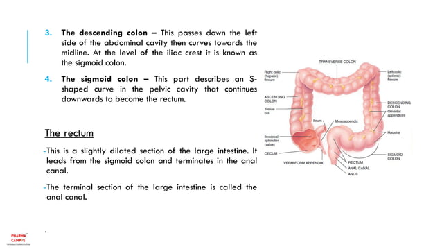 Anatomy & Physiology of GIT | PDF | Digestive Disorders | Diseases and ...