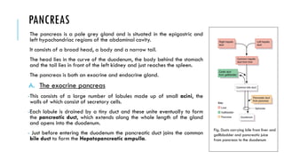Anatomy & Physiology of GIT | PDF