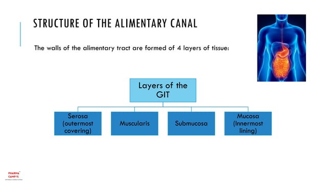 Anatomy & Physiology of GIT | PDF | Digestive Disorders | Diseases and ...
