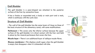 Anatomy & Physiology of GIT | PDF