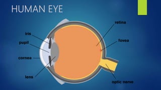 Anatomy & physiology of human eye lens | PPTX