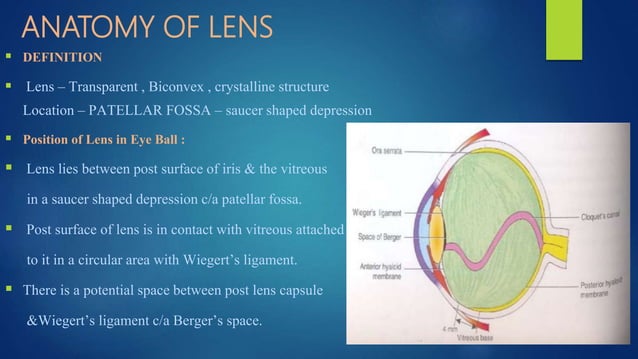 Anatomy & physiology of human eye lens | PPT