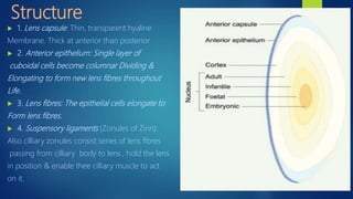 Anatomy & physiology of human eye lens | PPTX
