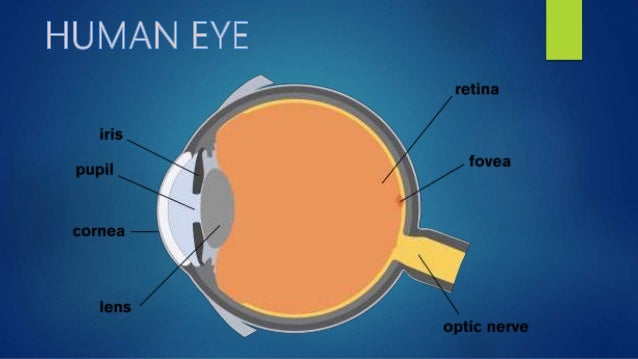 Anatomy Of Eye Lens
