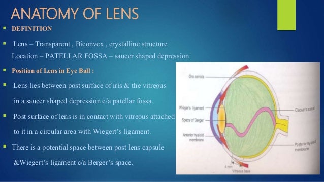 Anatomy & physiology of human eye lens