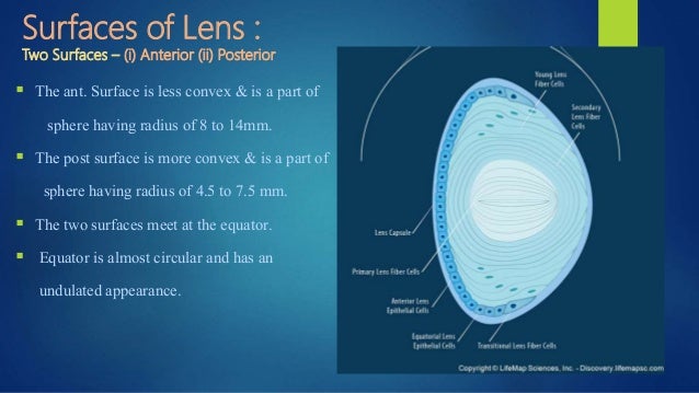 Anatomy & physiology of human eye lens