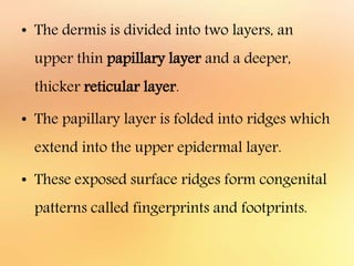 Anatomy & physiology of integumentary system | PPTX