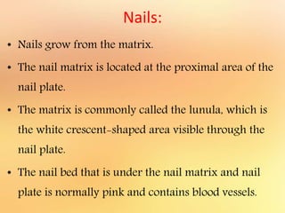 Anatomy & physiology of integumentary system | PPTX