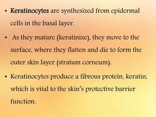 Anatomy & physiology of integumentary system | PPTX