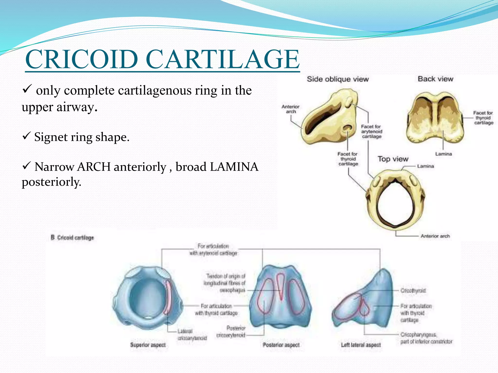 Anatomy & physiology of larynx | PPTX
