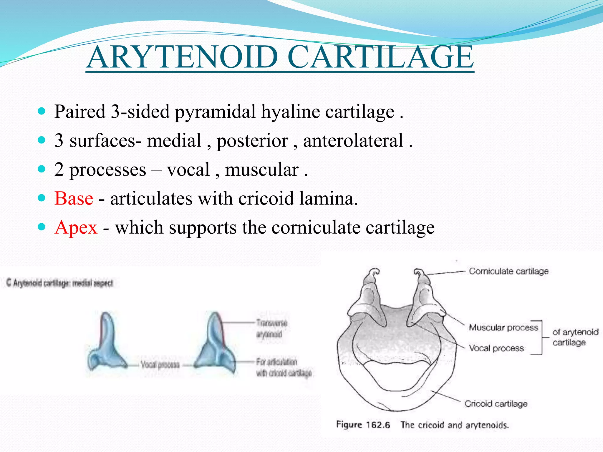Anatomy & physiology of larynx | PPTX