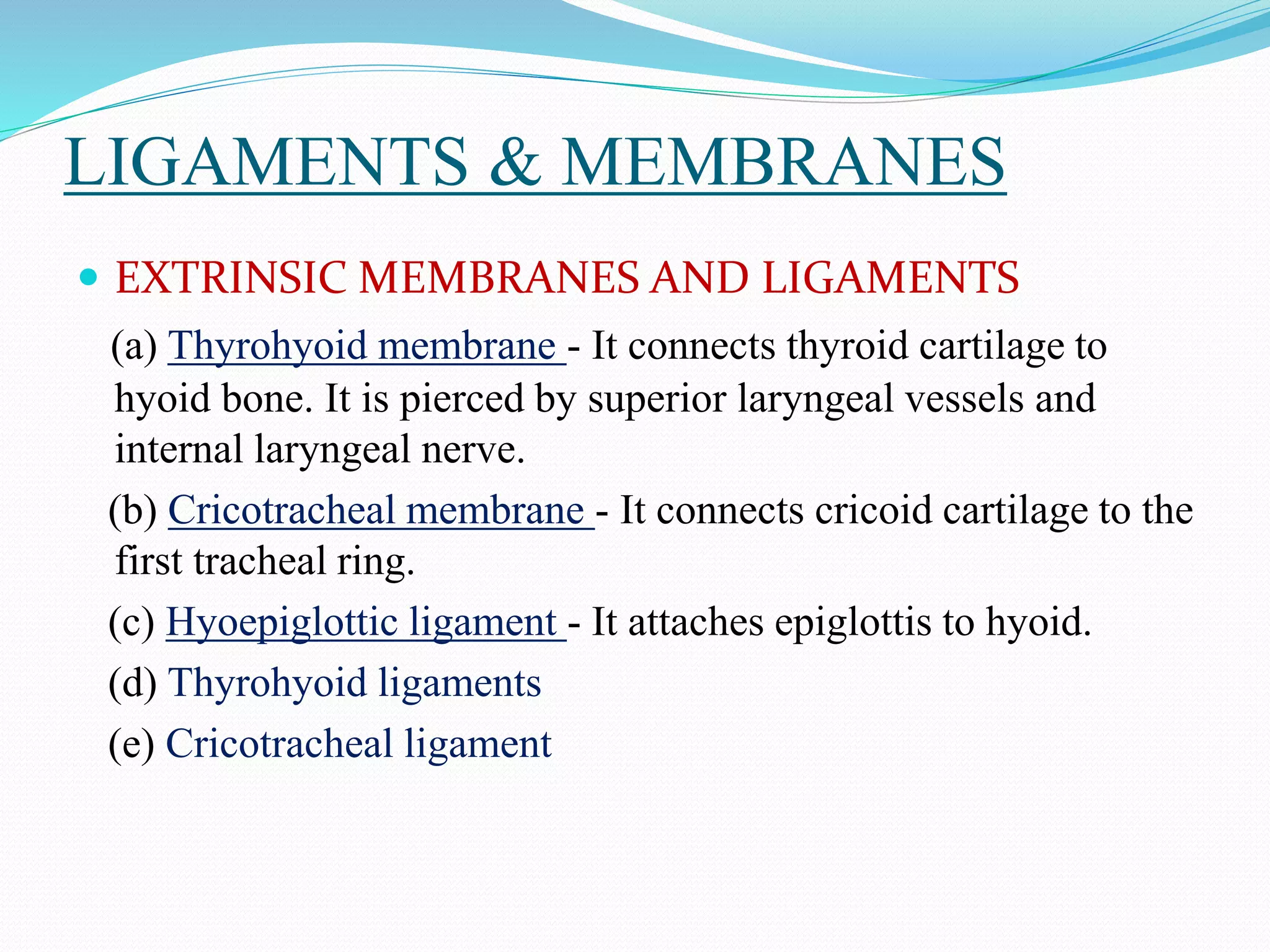 Anatomy & physiology of larynx | PPTX
