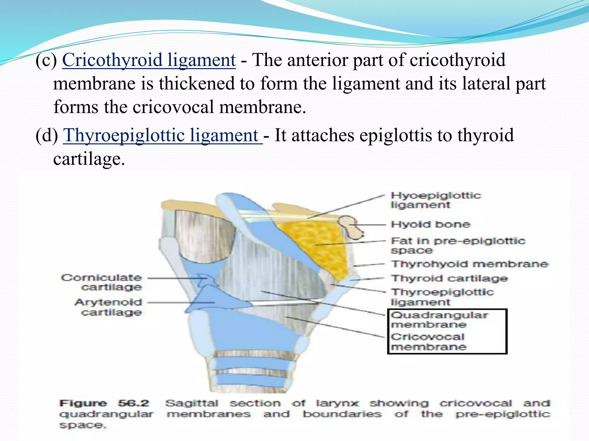 Anatomy & physiology of larynx | PPTX
