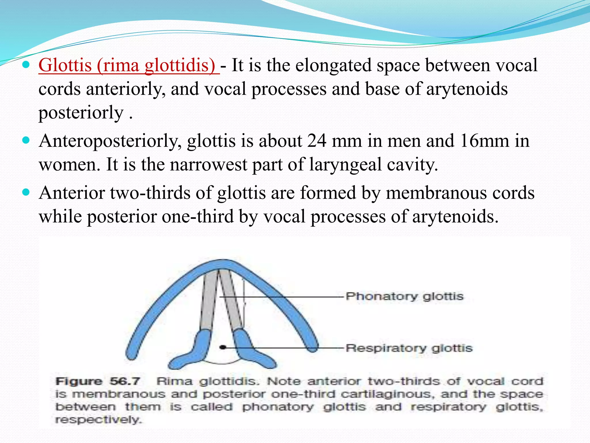 Anatomy & physiology of larynx | PPTX
