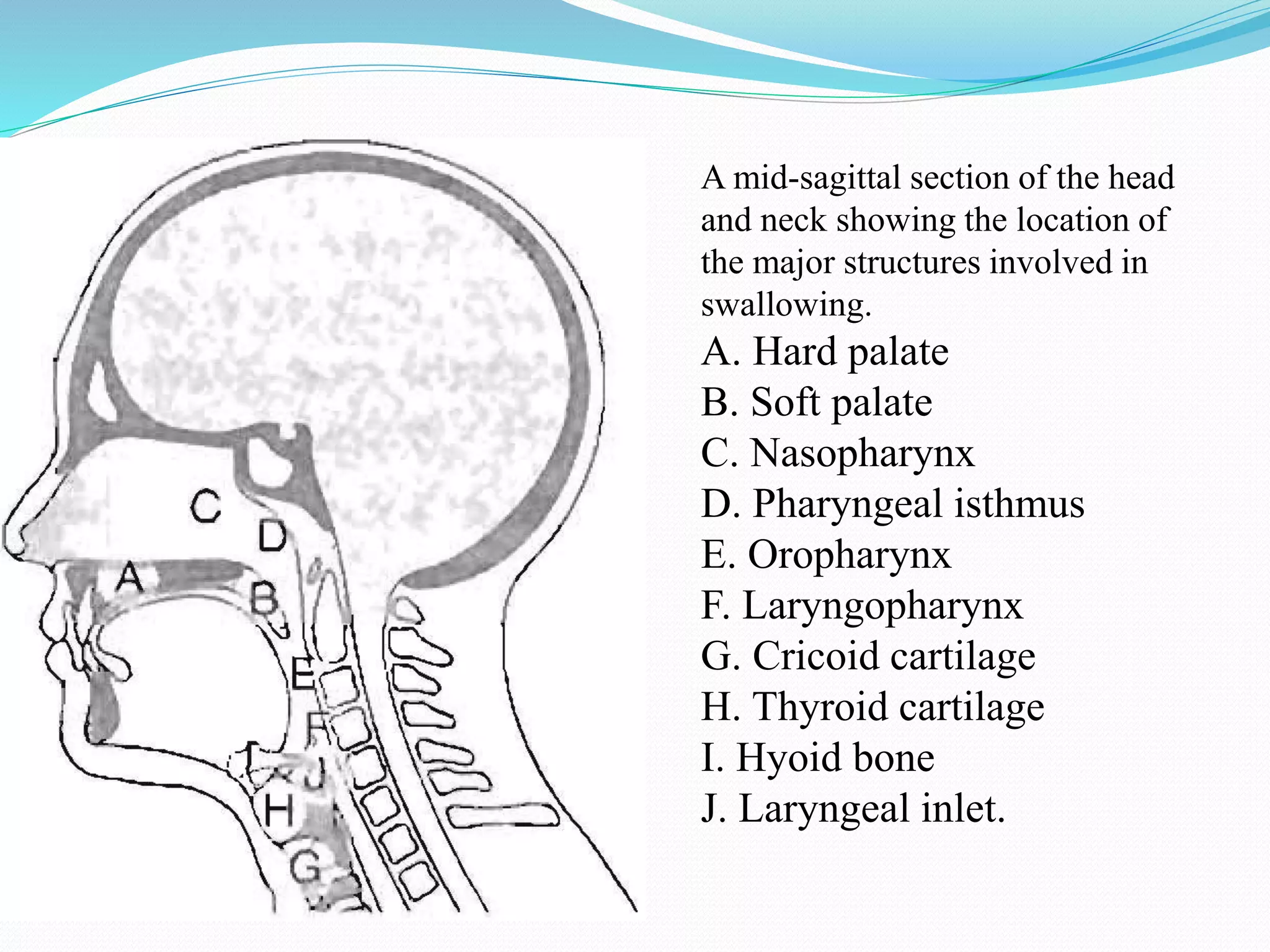 Anatomy & physiology of larynx | PPTX