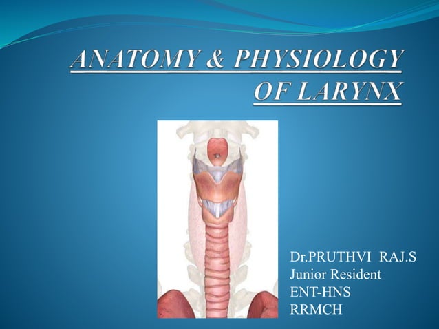 Anatomy & physiology of larynx | PPTX