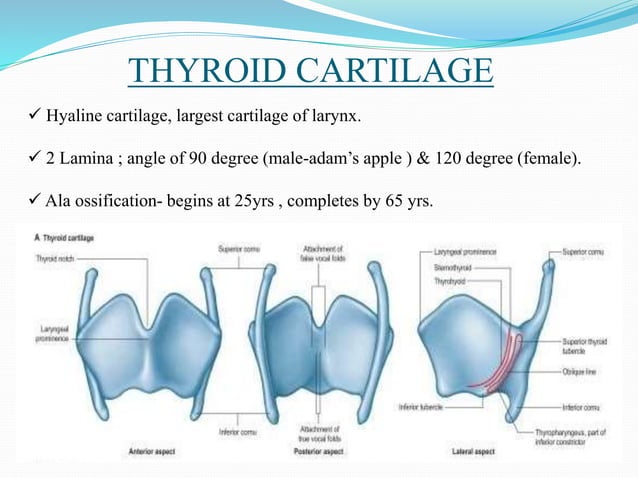 Anatomy & physiology of larynx | PPTX
