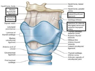 Anatomy & physiology of larynx | PPTX