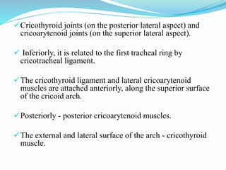 Anatomy & physiology of larynx | PPTX