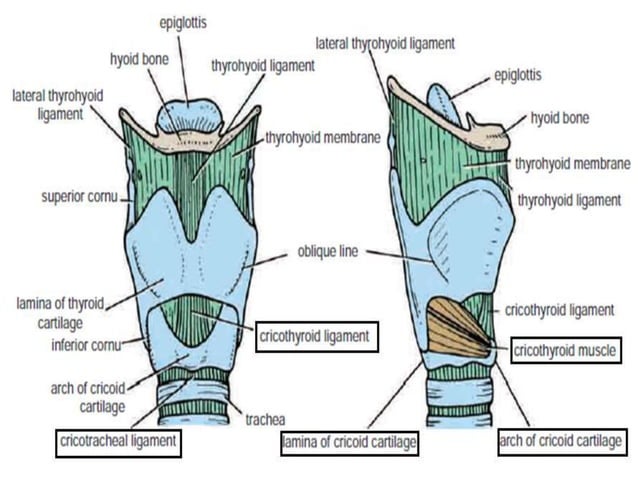 Anatomy & physiology of larynx | PPTX