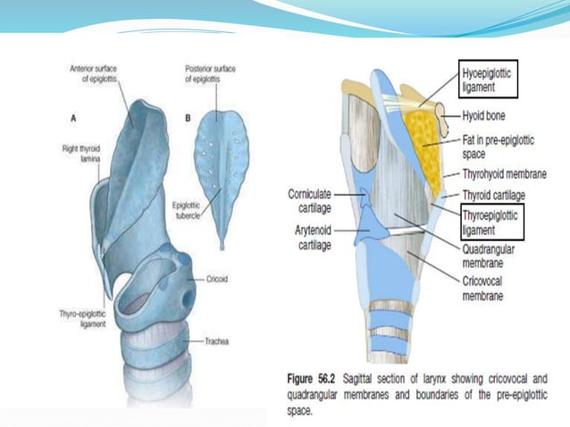 Anatomy & physiology of larynx | PPTX