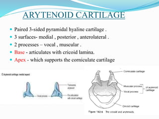 Anatomy & physiology of larynx | PPTX