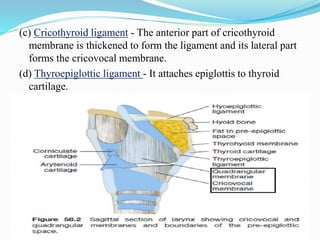 Anatomy & physiology of larynx | PPTX