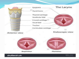 Anatomy & physiology of larynx | PPTX