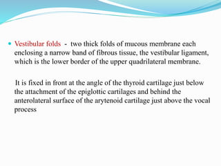 Anatomy & physiology of larynx | PPTX