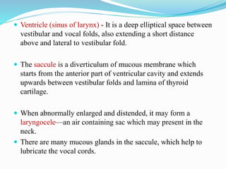 Anatomy & physiology of larynx | PPTX