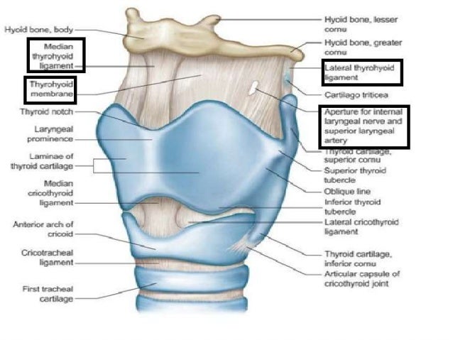 Anatomy & physiology of larynx