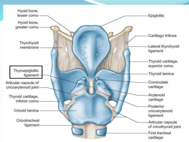 Anatomy & physiology of larynx