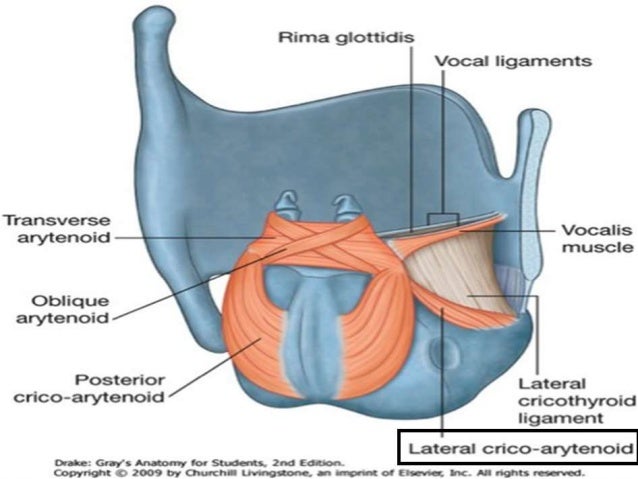 Anatomy & physiology of larynx