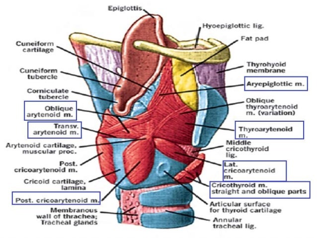 Anatomy & physiology of larynx