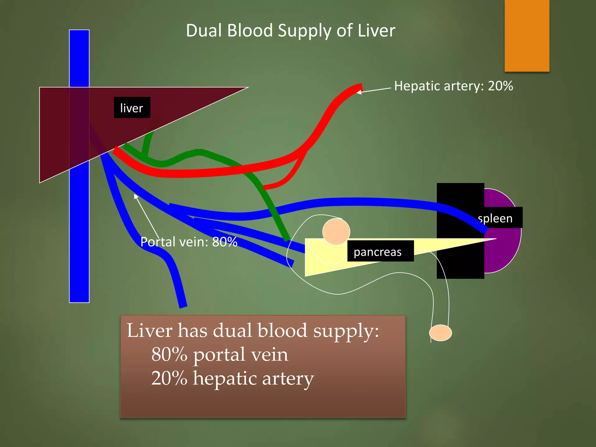 Anatomy & physiology of liver | PPTX