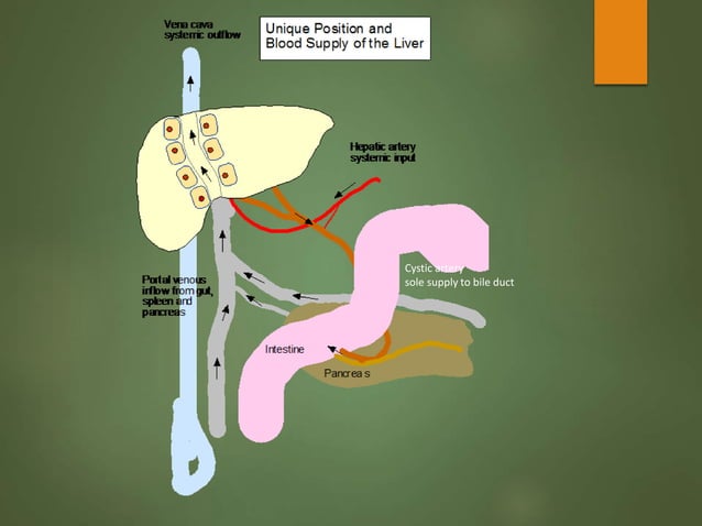 Anatomy & physiology of liver | PPTX