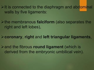 Anatomy & physiology of liver | PPTX