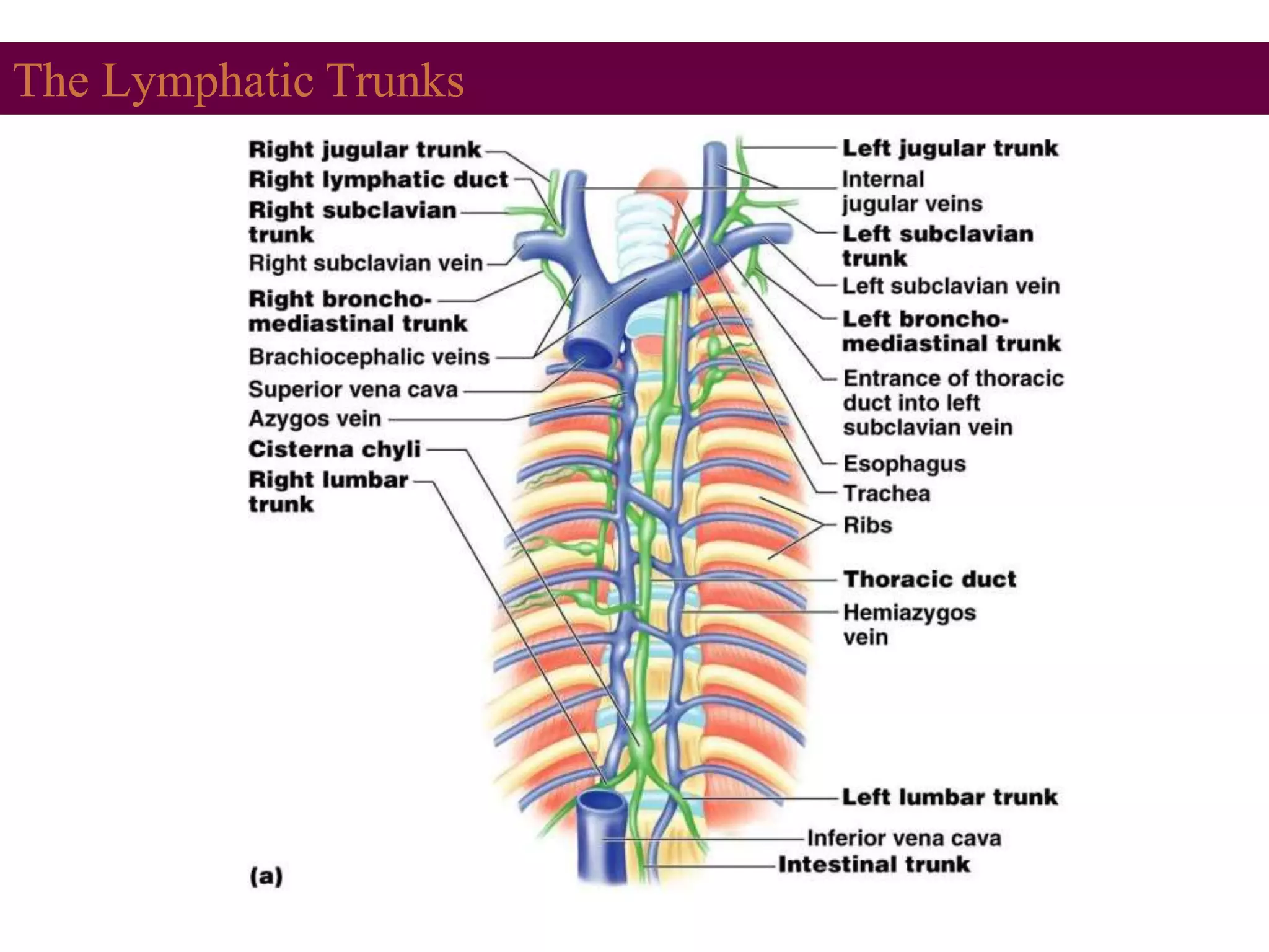 Assessment of lymphatic system | PPTX