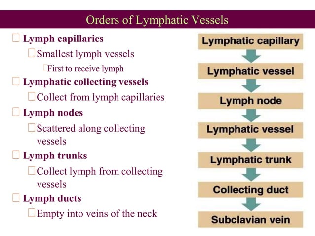 Assessment of lymphatic system | PPTX | Biological Sciences | Science