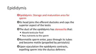 ANATOMY & PHYSIOLOGY OF MALE REPRODUCTIVE ORGANS.pptx