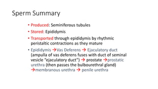 ANATOMY & PHYSIOLOGY OF MALE REPRODUCTIVE ORGANS.pptx