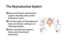 ANATOMY & PHYSIOLOGY OF MALE REPRODUCTIVE ORGANS.pptx