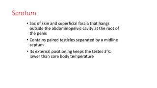 ANATOMY & PHYSIOLOGY OF MALE REPRODUCTIVE ORGANS.pptx