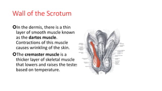 ANATOMY & PHYSIOLOGY OF MALE REPRODUCTIVE ORGANS.pptx